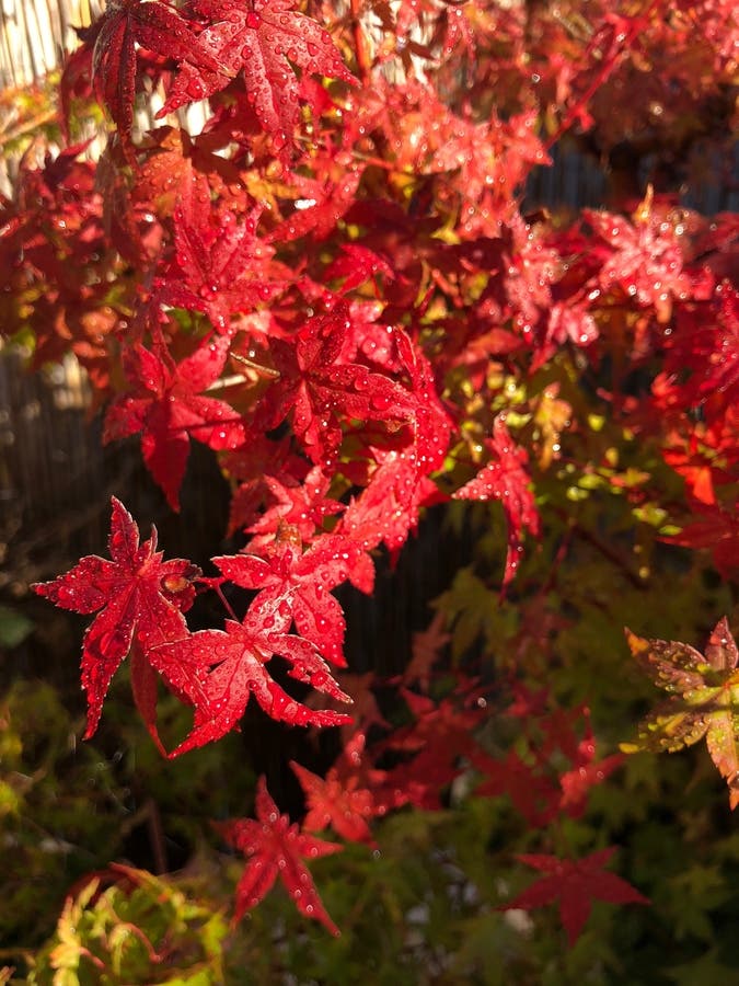 Flaming Red Maple: Photos Of The Day | Pinole, CA Patch