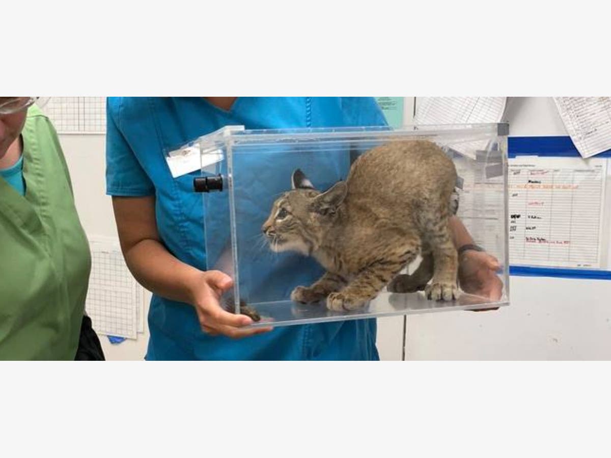 Feisty, Hissing Bobcat Treated For Injuries | Walnut Creek, CA Patch