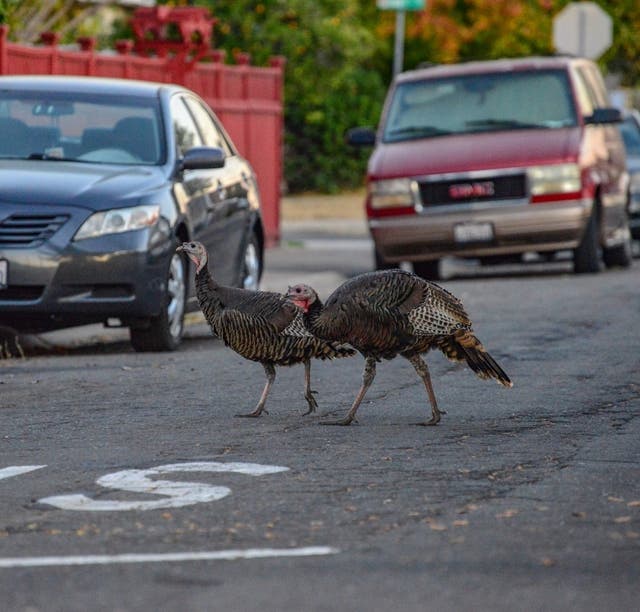 Turkeys Trot Across The Road: Photo Of The Day | San Leandro, CA Patch