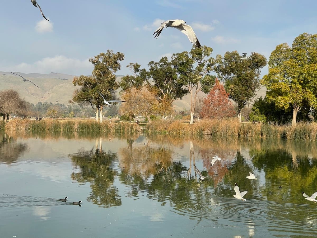 Popular Lake Elizabeth: Photo Of The Day | Fremont, CA Patch