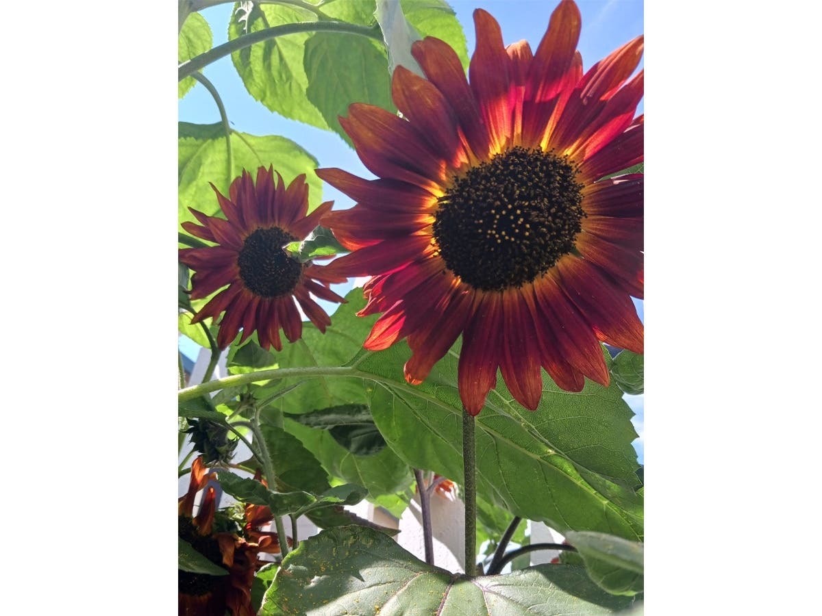 Glorious Sunflowers: Photos Of The Day | Alameda, CA Patch