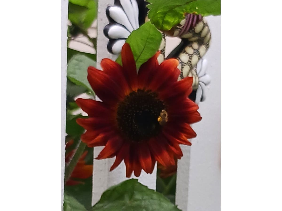 Glorious Sunflowers: Photos Of The Day | Alameda, CA Patch