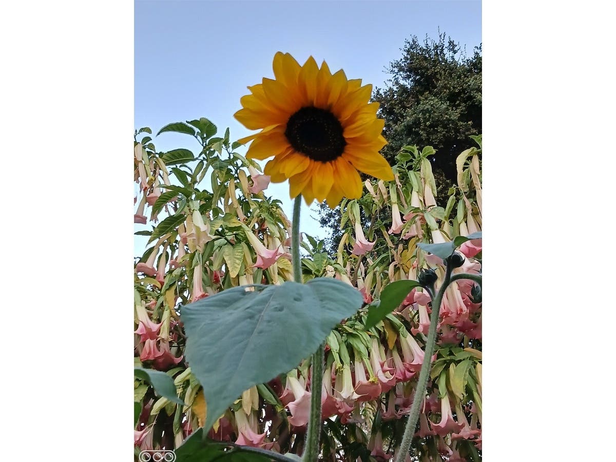 Glorious Sunflowers: Photos Of The Day | Alameda, CA Patch