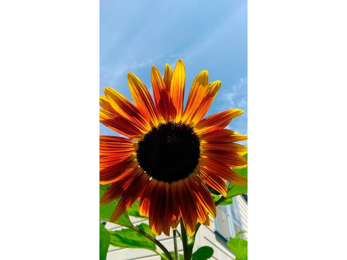 Glorious Sunflowers: Photos Of The Day | Alameda, CA Patch