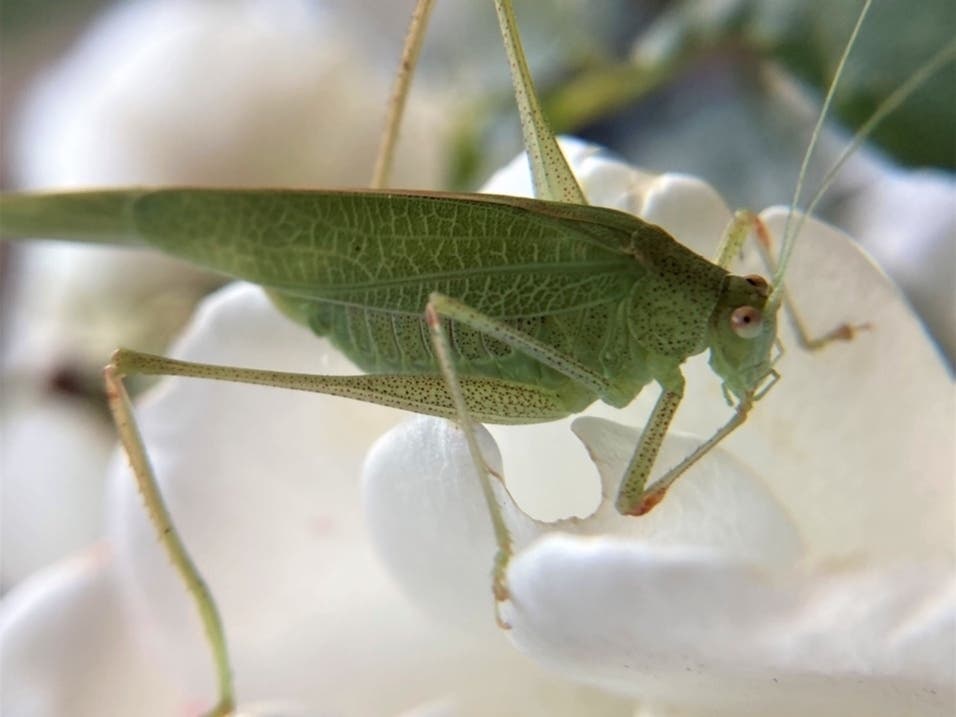 Katydid On Iceberg Rose: Photos Of The Day | San Leandro, CA Patch