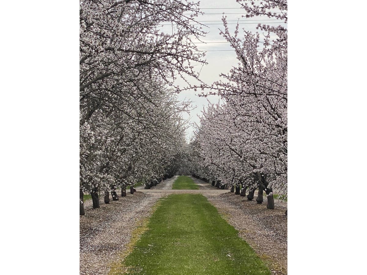 CA Almond Orchard In Bloom: Photo Of The Day | Across California, CA Patch