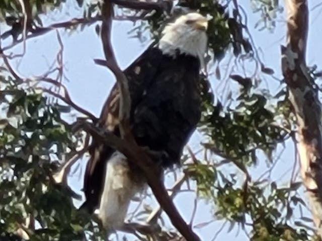 Bald Eagle At Moffett Field: Photo Of The Day | Palo Alto, CA Patch