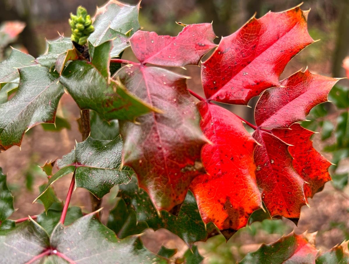 Vibrant Colors On A Cool Day: Sacramento Photo Of The Day | Sacramento ...