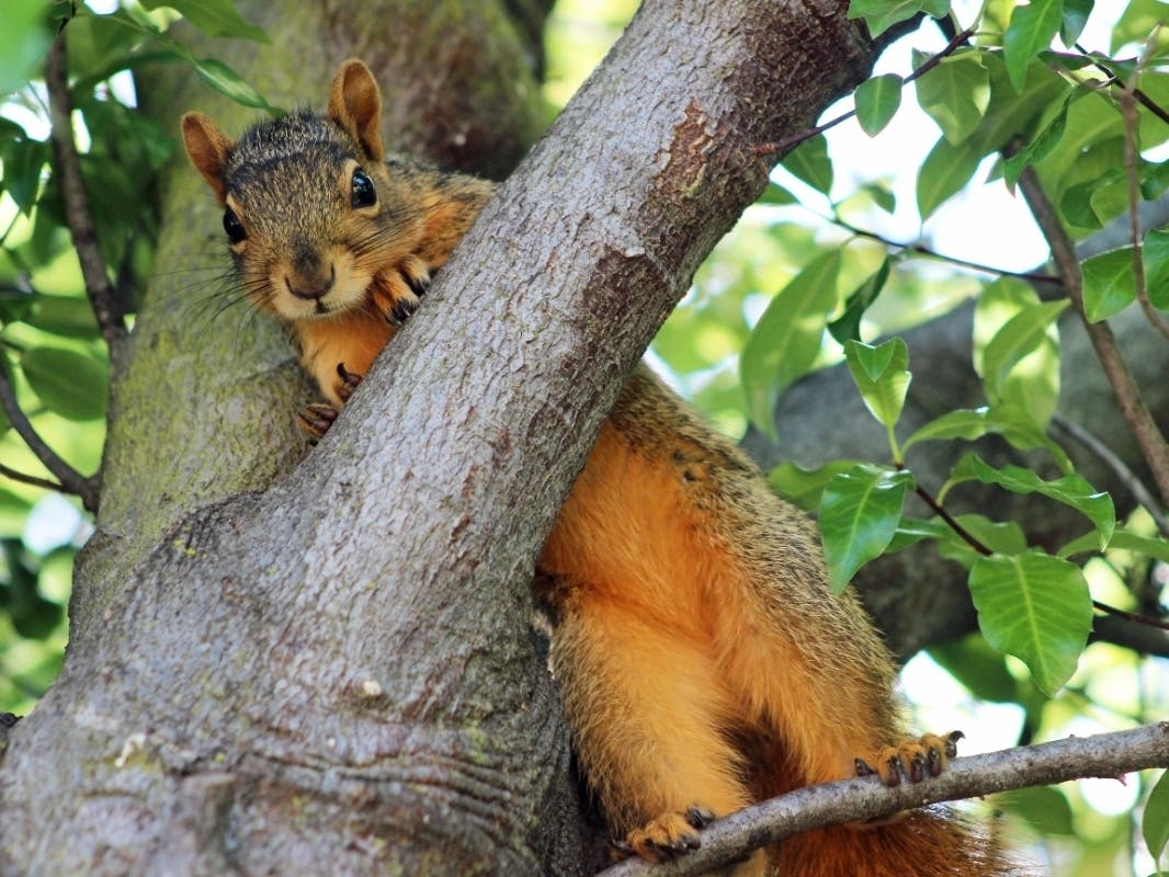 Orange-Bellied Squirrel Is Ready For Nuts: Photo Of The Day | Alameda ...