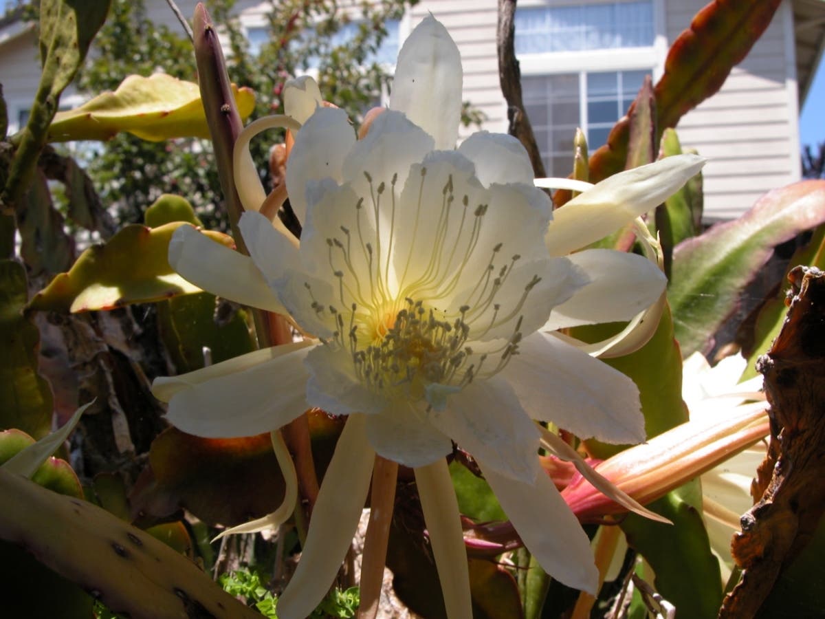 White Cactus Flower Beckons In Fremont Garden: Photo Of The Day ...