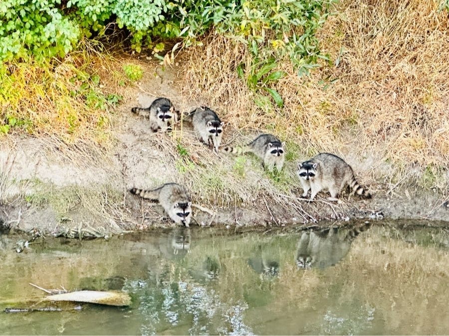 5 Raccoons At Lake Elizabeth: Photo Of The Day | Fremont, CA Patch