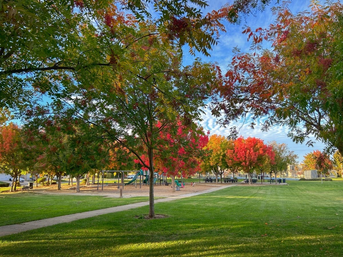 Fall Colors At Orchard Park: Photo Of The Day | Sacramento, CA Patch