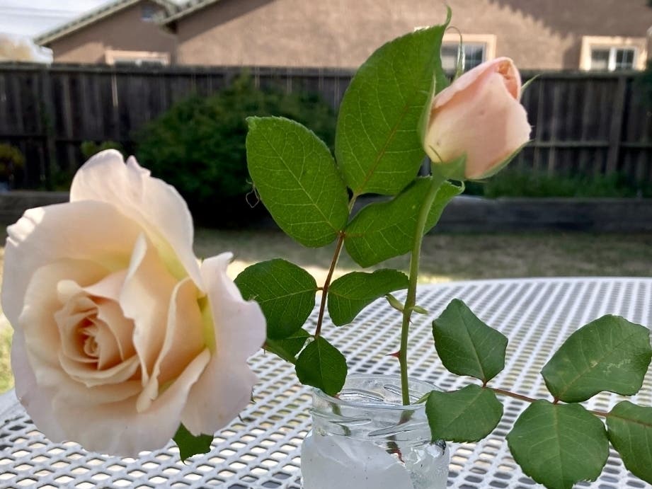 French Lace Roses From The Garden: Photo Of The Day | San Leandro, CA Patch