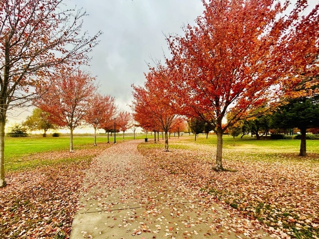 Last Of The Leaves Cling To Trees: Photo Of The Day | Sacramento, CA Patch