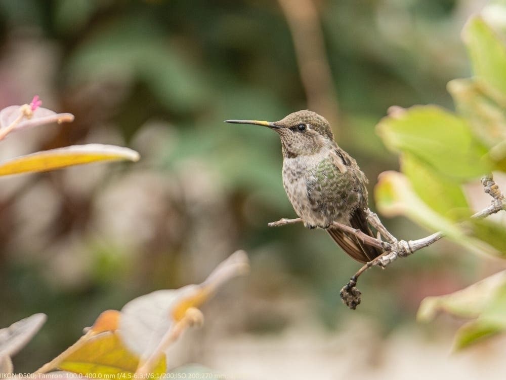 Anna's Hummingbird Poses For Closeups: Photos Of The Day | Milpitas, CA ...