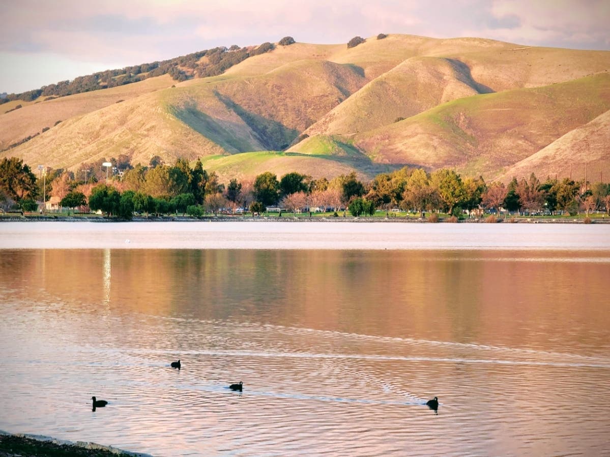 Coots Paddle On Peaceful Lake Elizabeth: Photo Of The Day | Fremont, CA ...