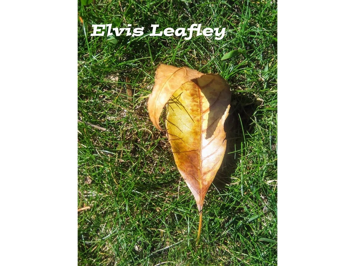 Beautiful Leaves Becomes Memes: Photos Of The Day | Newark, CA Patch
