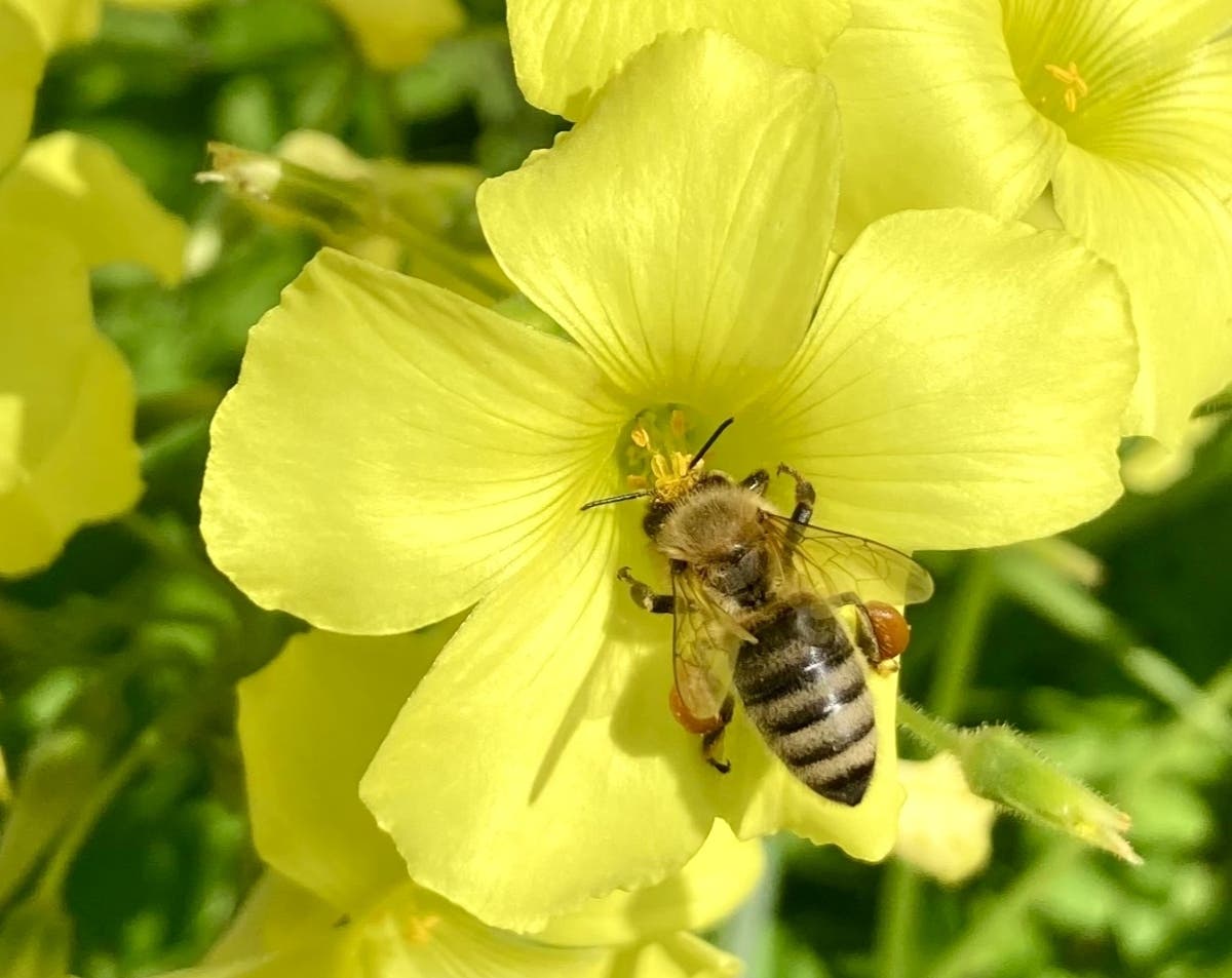 Honeybee Stuffs Bulging Pollen Pouches: Photo Of The Day | San Leandro ...
