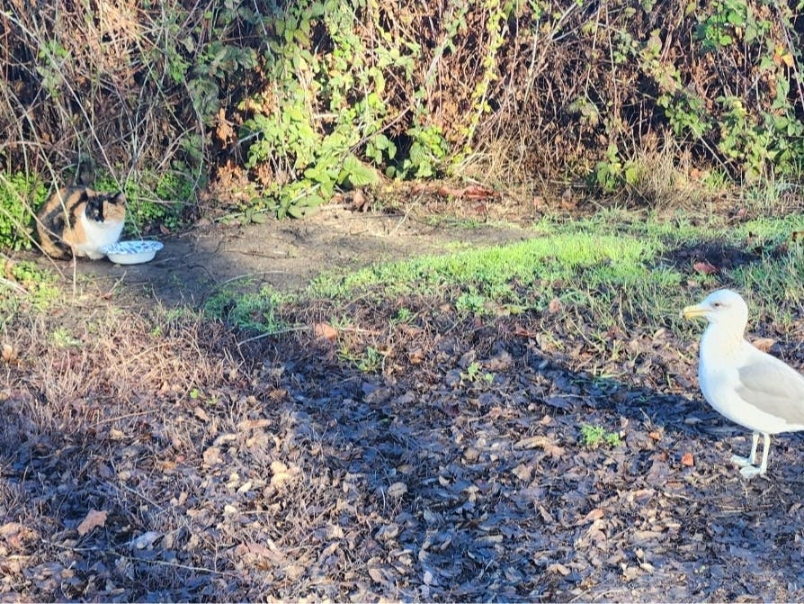 Animals And Birds Flock To Lake Elizabeth: Photos Of The Day | Fremont ...