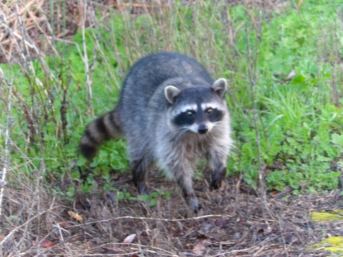 Animals And Birds Flock To Lake Elizabeth: Photos Of The Day | Fremont ...