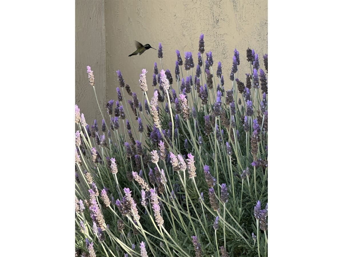Lavender Bush Attracts Hummingbird: Photo Of The Day | Foster City, CA ...