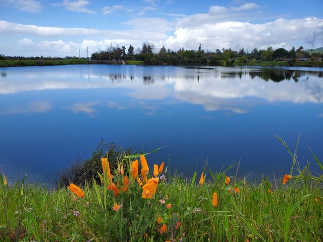 California Poppies Bloom In Fremont: Photo Of The Day | Fremont, CA Patch