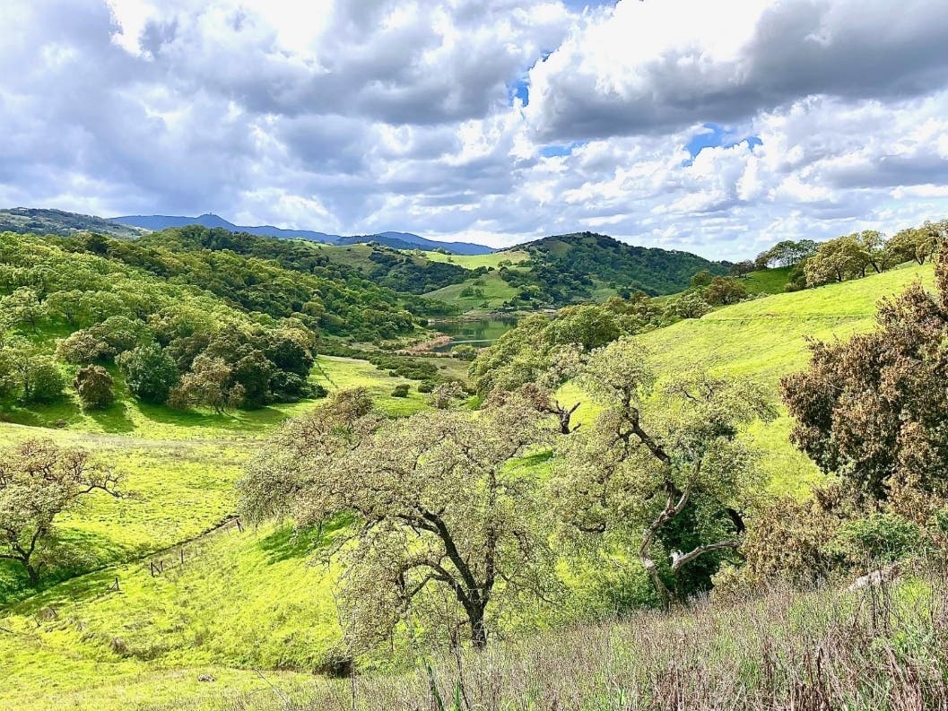 Calero Park Wears Spring Green: Photo Of The Day | Los Gatos, CA Patch