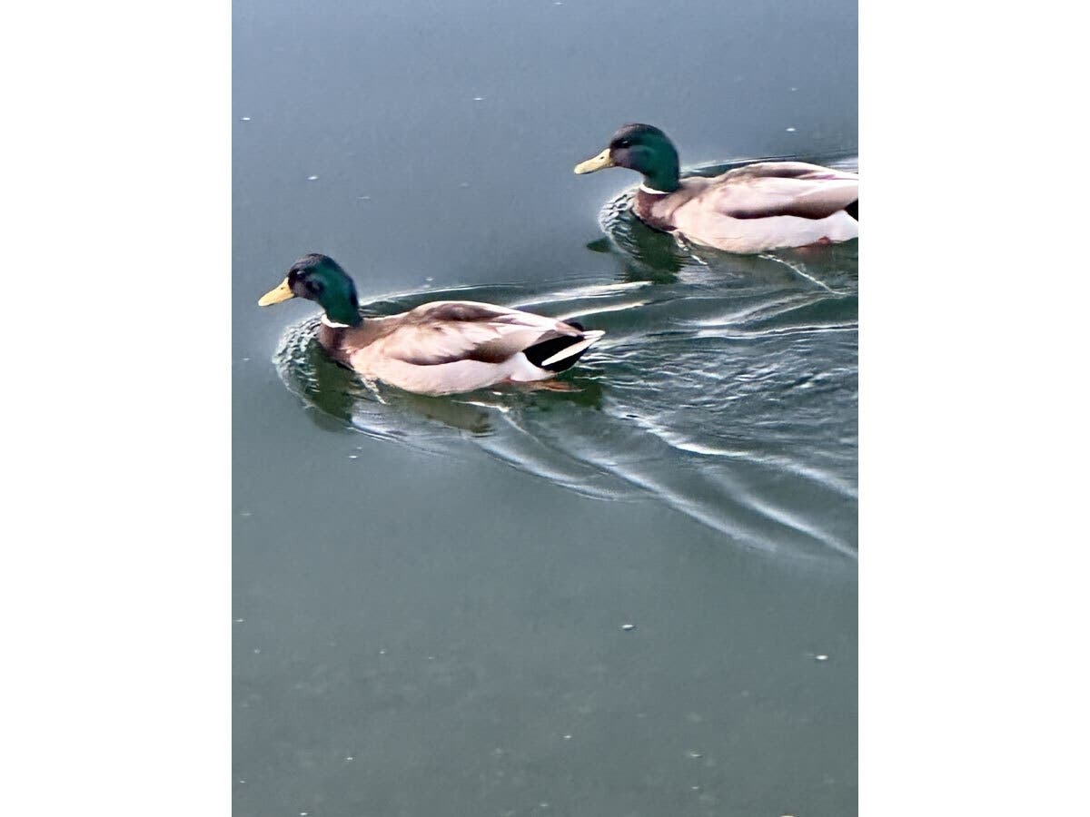 Ducks Paddle Through The Estuary: Photo Of The Day | Alameda, CA Patch