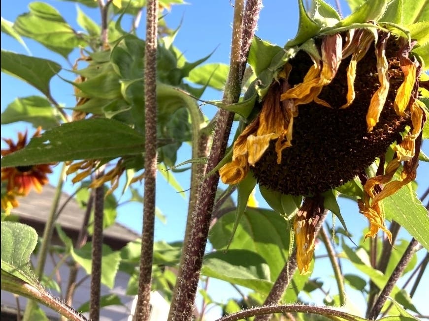 Stunning Sunflowers After 3 Months Of Nurturing: Photos Of The Day ...
