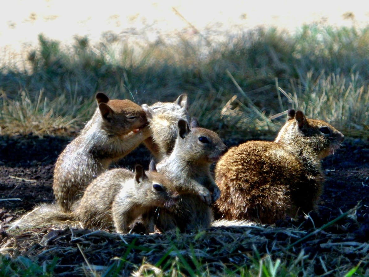 Squirrel Pups Play At The Park: Photo Of The Day | Fremont, CA Patch