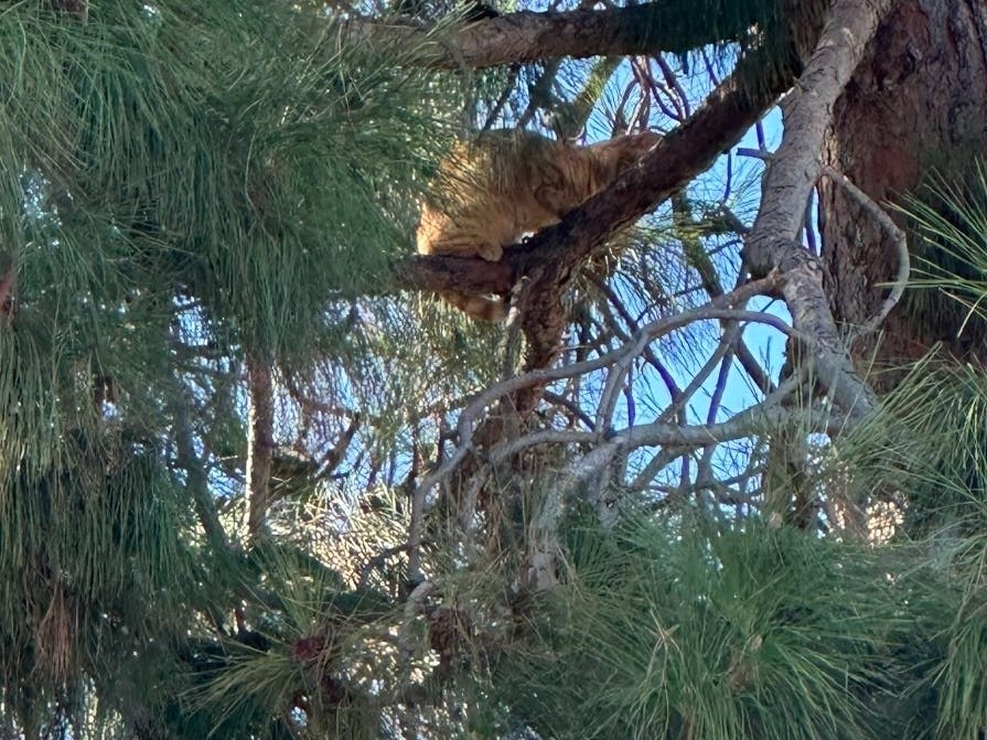 Alameda County Firefighters Rescue Cat Stuck in Tree | Union City, CA Patch