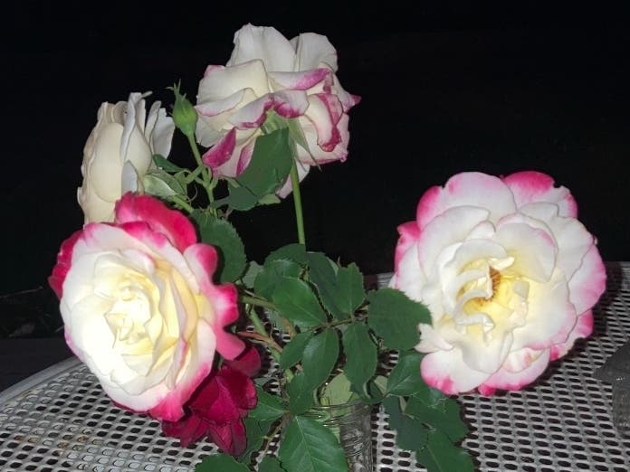 Persimmons And Roses Grown In San Leandro: Photos Of The Day | San ...