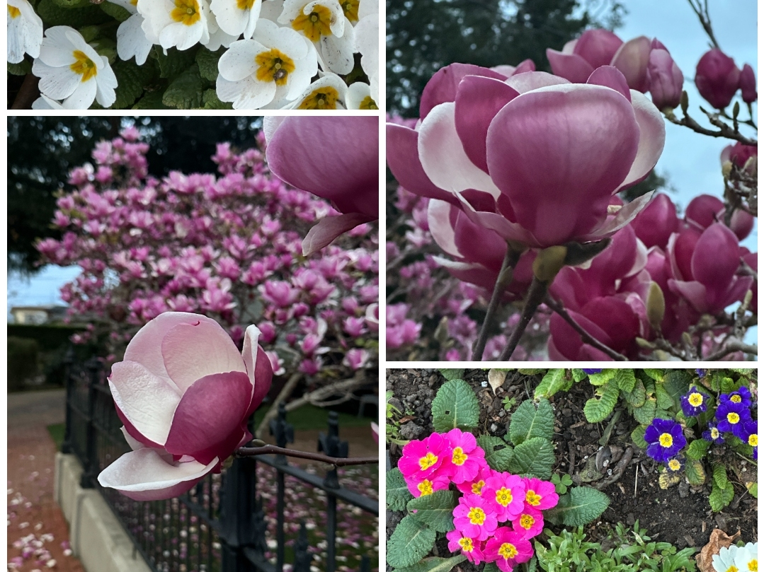 Colorful Flowers Brighten Alameda Neighborhoods: Photos Of The Day ...