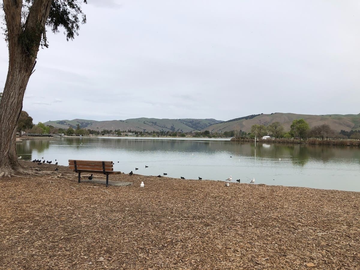Plan To Prevent Lake Elizabeth Fish Die-Offs Approved By City Council ...