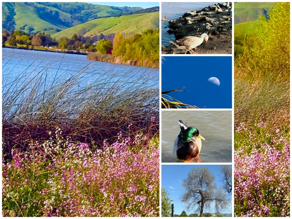 Lake Elizabeth Puts On Springtime Display: Photos | Fremont, CA Patch