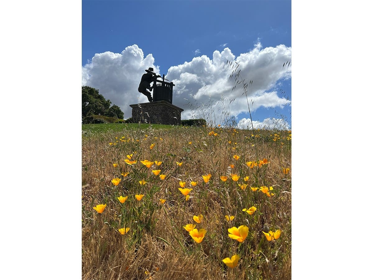 California Poppies Carpet Field Around Iconic Napa Statue: Photo | Napa ...