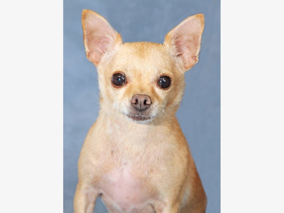 Salvador Dogi Is Your Rancho Coastal Humane Society Pet Of The We