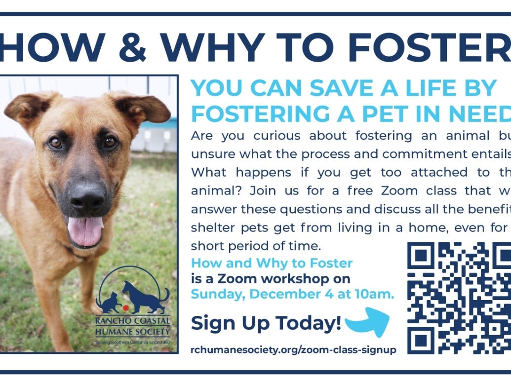 Snickersnee Smee is Your Rancho Coastal Humane Society Pet This Week ...