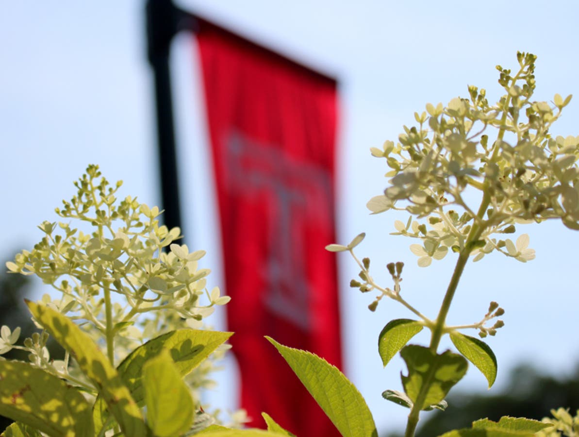 Temple Ambler In Bloom: Celebrating The Past, Present And Future Of The ...