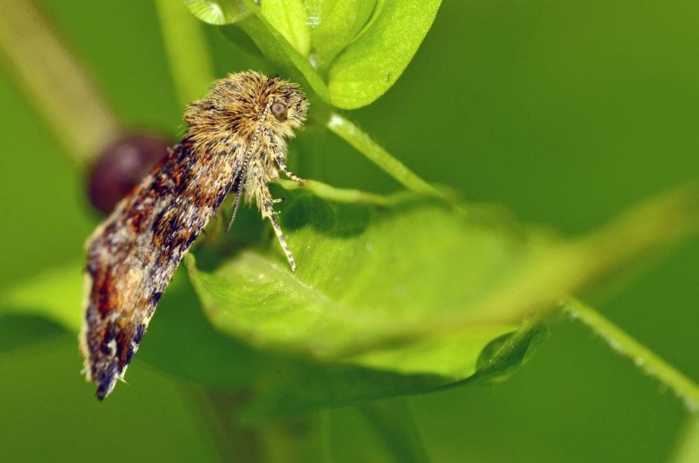 Moving Firewood in Wisconsin- Emerald Ash Borer and Gypsy Moth ...