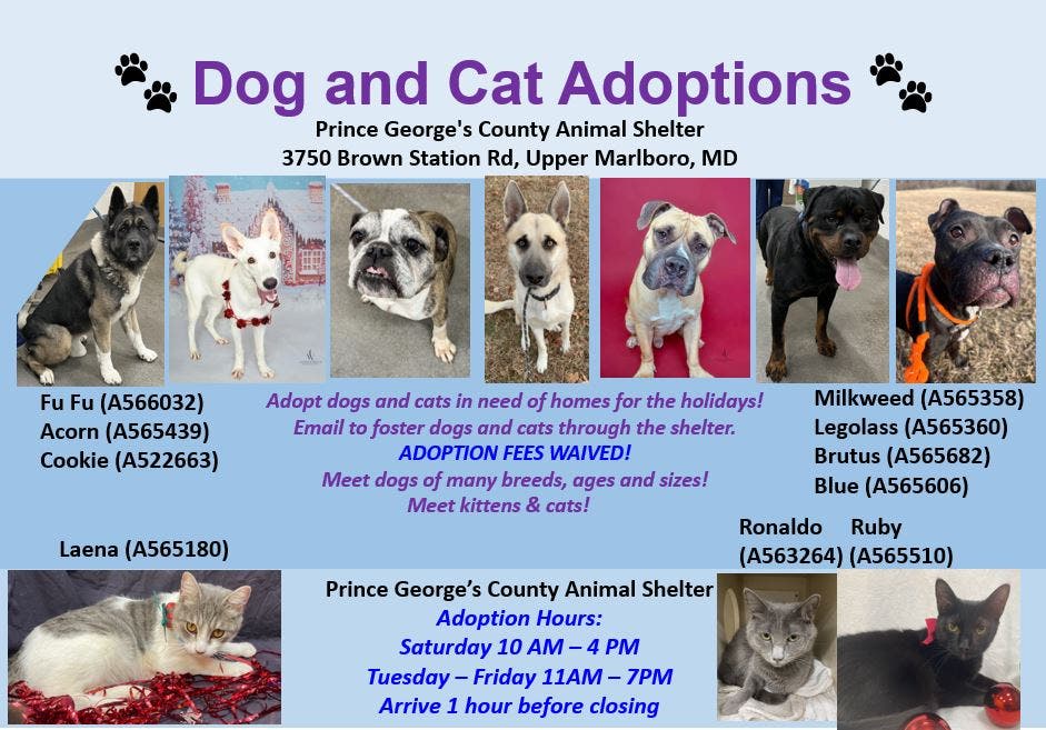 Dec 31 | Dogs and Cats Adoptions - No Adoption Fees - Final Day ...