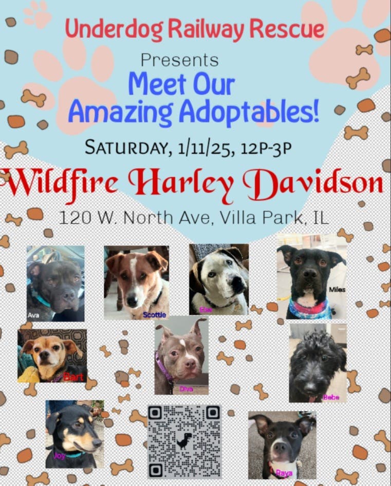 Jan 11 | Dog Adoptions at Wild Fire Harley | Villa Park, IL Patch