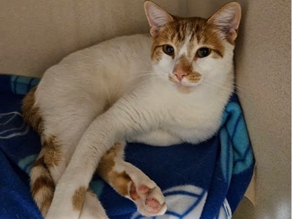 Cat Tales ~ Meet Jaime – The "Happy" Cat with a Heart of Gold ...