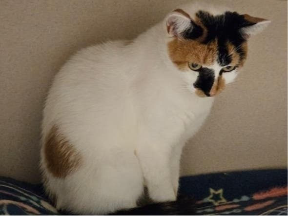 Cat Tales ~ Meet Marley – A Gentle Soul with a Heart Full of Love ...