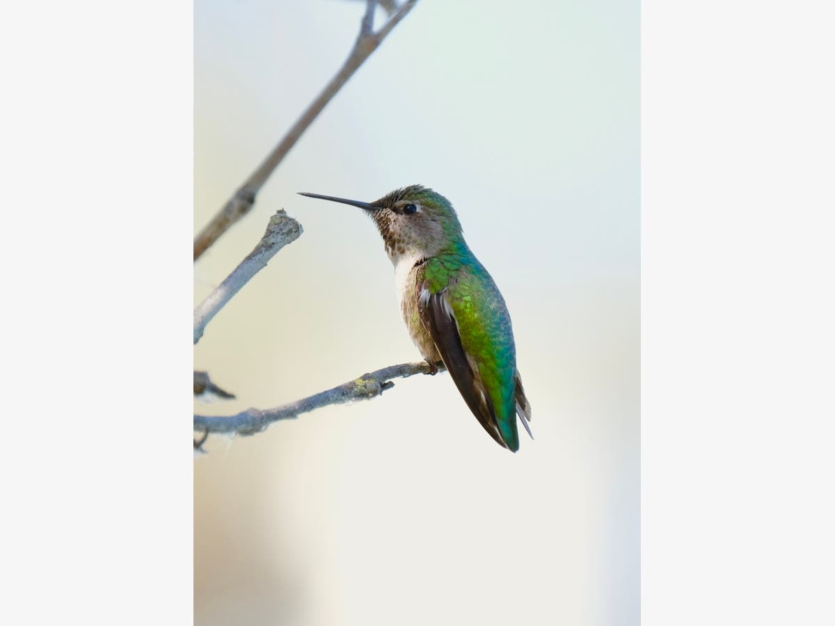 Bird Appeal: South Bay Photos Of The Day | Los Gatos, CA Patch