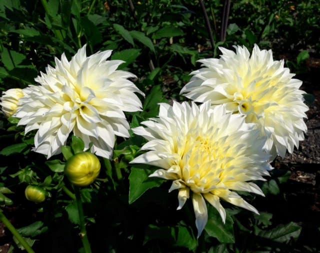 Spring Is On The Way: North Bay Photo Of The Day | Petaluma, CA Patch