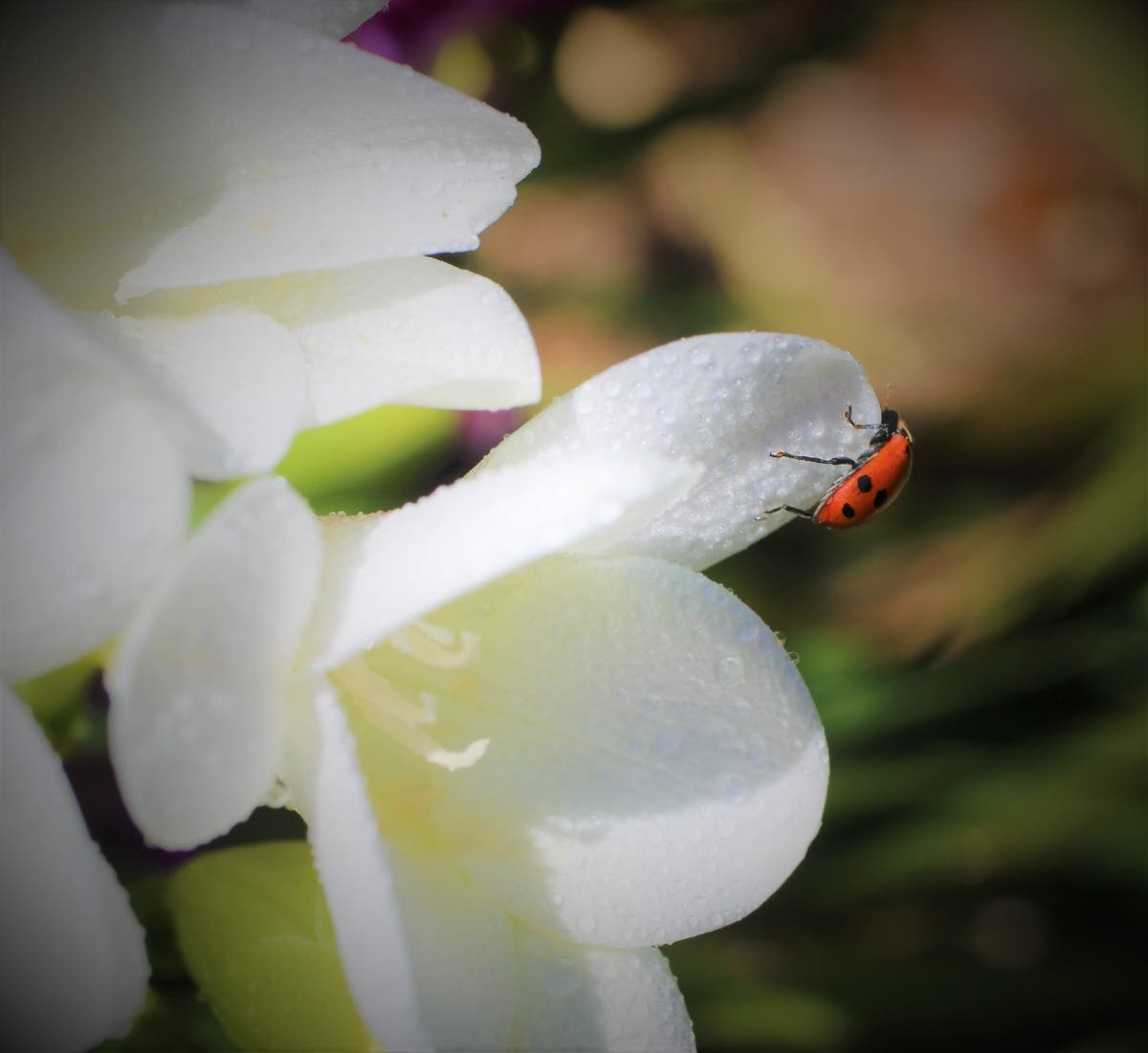 Ladybug Or Ladybeetle? Concord Photos Of The Day | Concord, CA Patch