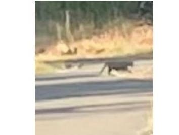 Mountain Lion Sighting Reported On River Park Trail In Cloverdale ...