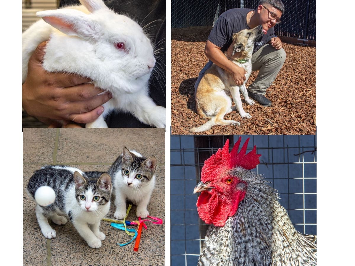 Napa County Animal Shelter Offers March Adoption Specials | Napa Valley ...