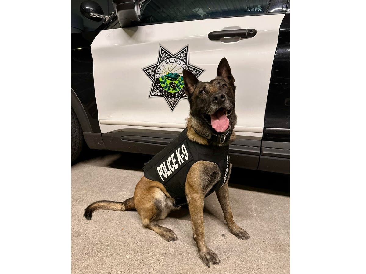 Walnut Creek Police K9 Timber Sports New Protective Vest | Walnut Creek ...